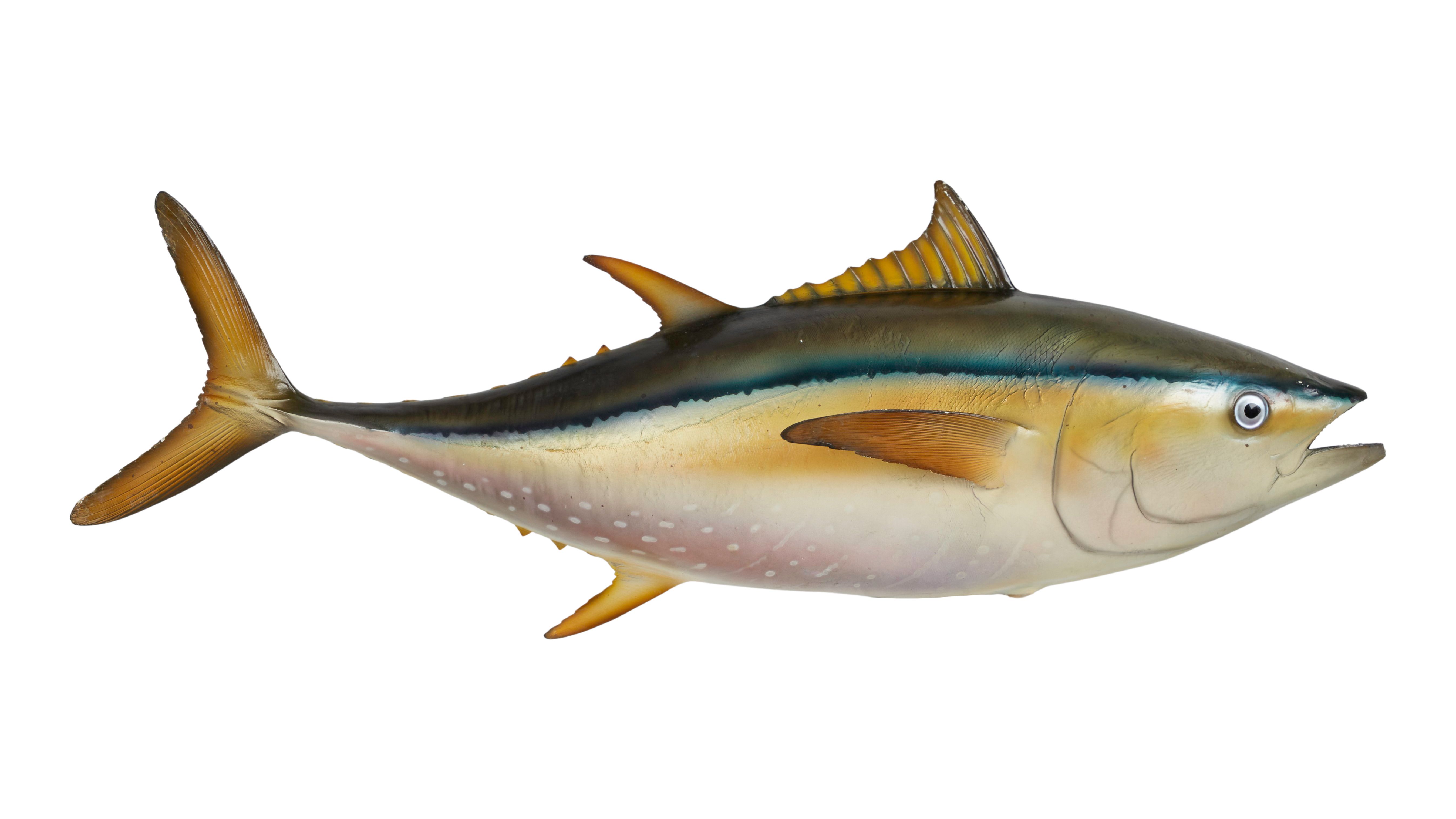 Cheers | Mounted Trophy Fish Prop